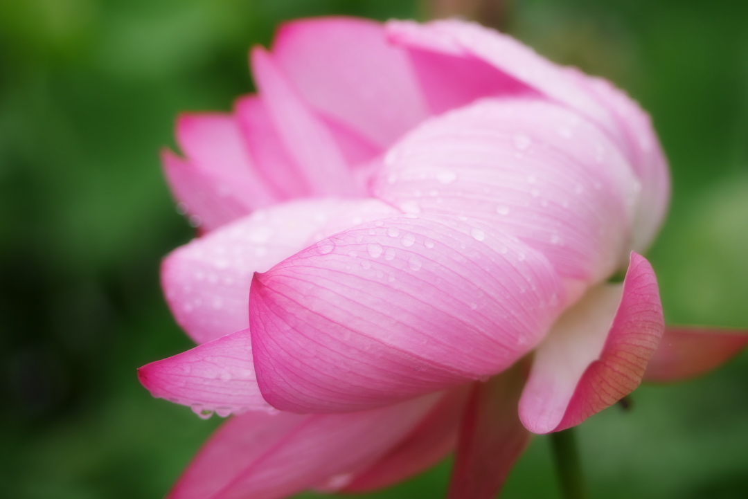雨上がりの蓮の花